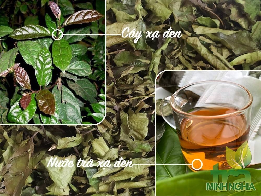 Bán lá xạ đen hỗ trợ điều trị ung thư